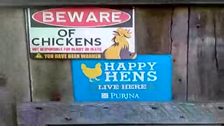 N-V-m and free chickens | lone49 | DeafVIDEO.TV - ASL Videos & Vlogs