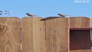 Enjoy watching this birds. | Redleaf | DeafVIDEO.TV - ASL Videos & Vlogs
