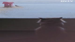 Mocha watches the bird | Redleaf | DeafVIDEO.TV - ASL Videos & Vlogs