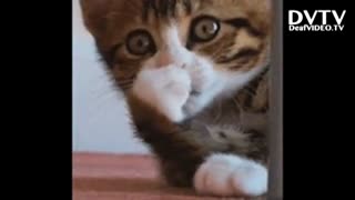 Oh, you stinky lying, Peggy! | Chewbacca | DeafVIDEO.TV - ASL Videos ...